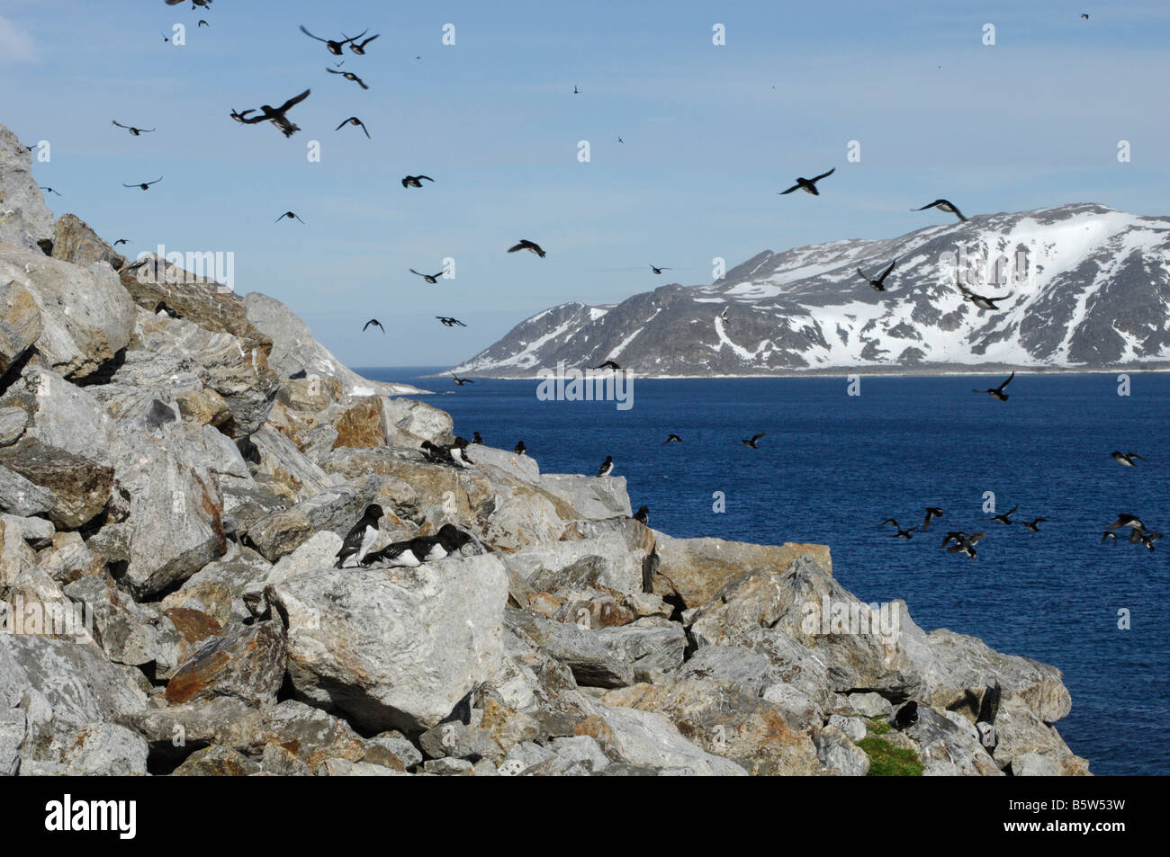 Little auk alle alle group hi-res stock photography and images - Alamy