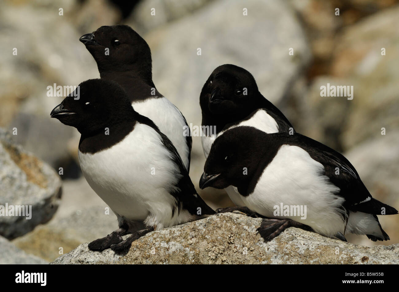 Little auk or dovekie (Alle alle Stock Photo - Alamy