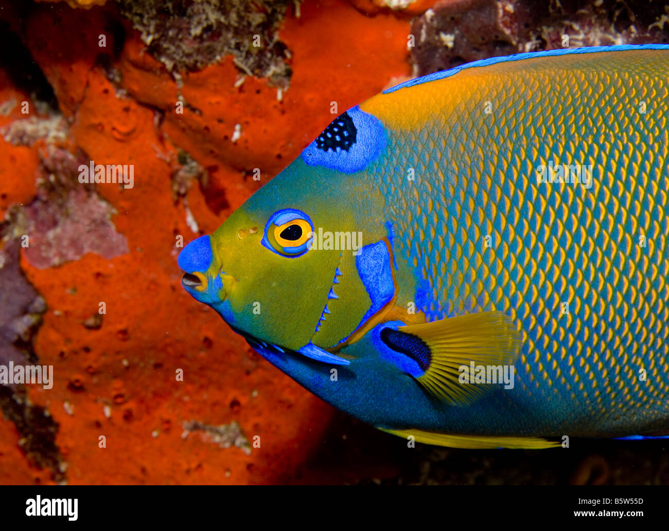 A Queen angelfish (Holacanthus ciliaris Stock Photo - Alamy