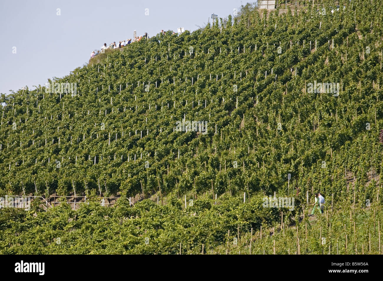 vineyards in Marienthal in the Ahr Stock Photo - Alamy