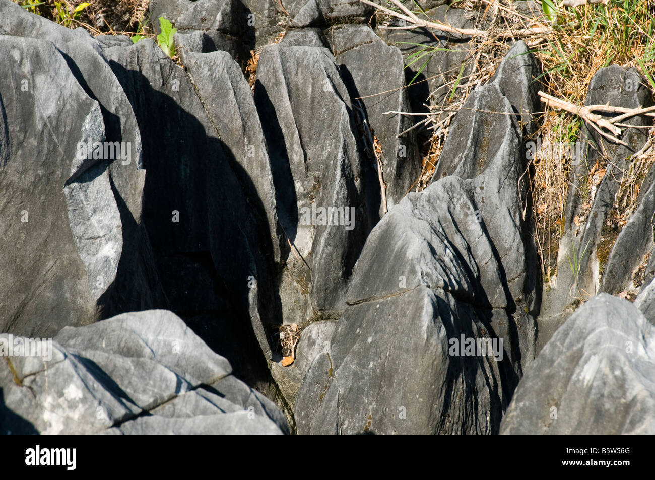 Limestone grykes near the northern end of South Island, New Zealand ...
