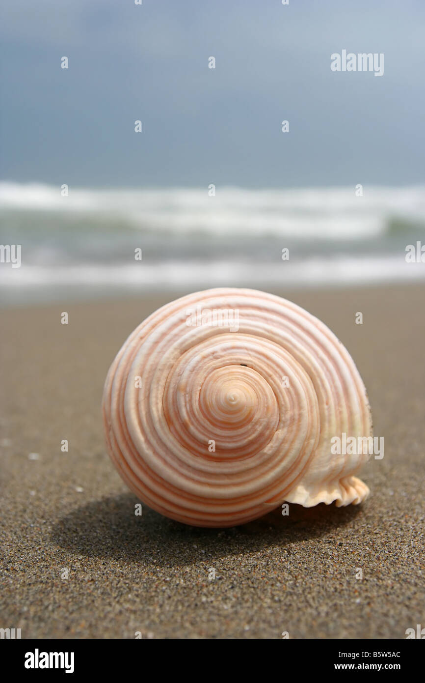 Close up of a conch shell at a peruvian beach Beautiful Details and ...