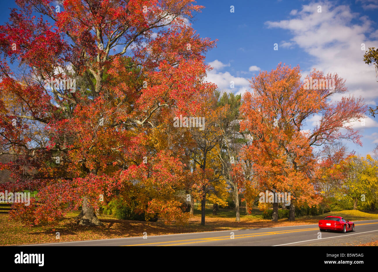 LOUDOUN COUNTY VIRGINIA USA Colorful fall foliage on trees along Route ...