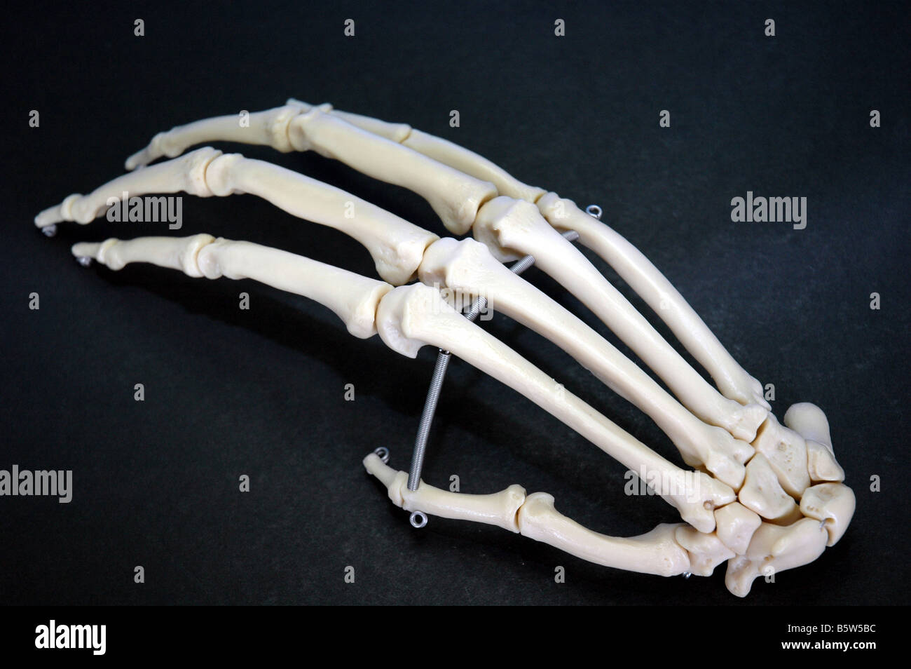 Triquetrum bone hi-res stock photography and images - Alamy