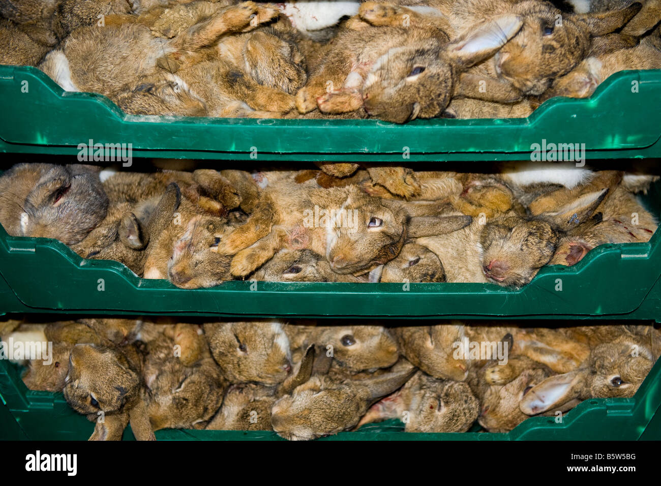 Rabbit Meat Sale High Resolution Stock Photography and Images - Alamy
