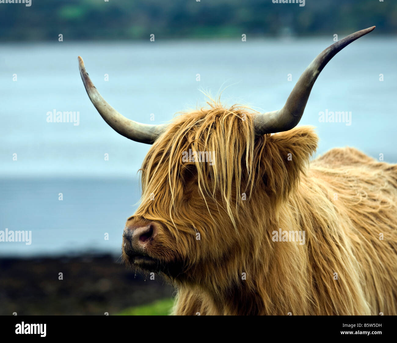 Cow looking left hi-res stock photography and images - Alamy