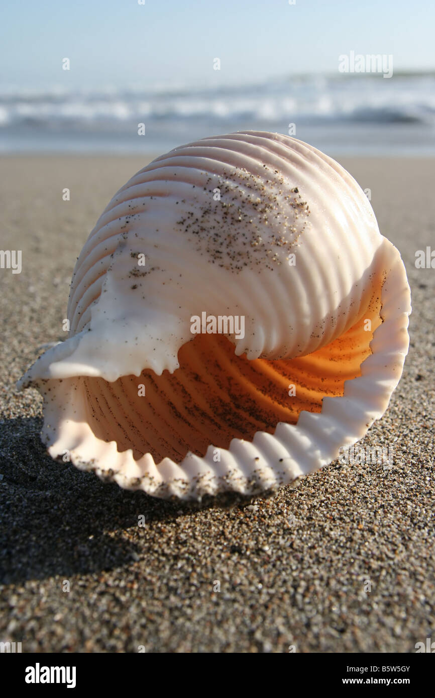 Close up of a conch shell at a peruvian beach Beautiful Details and ...