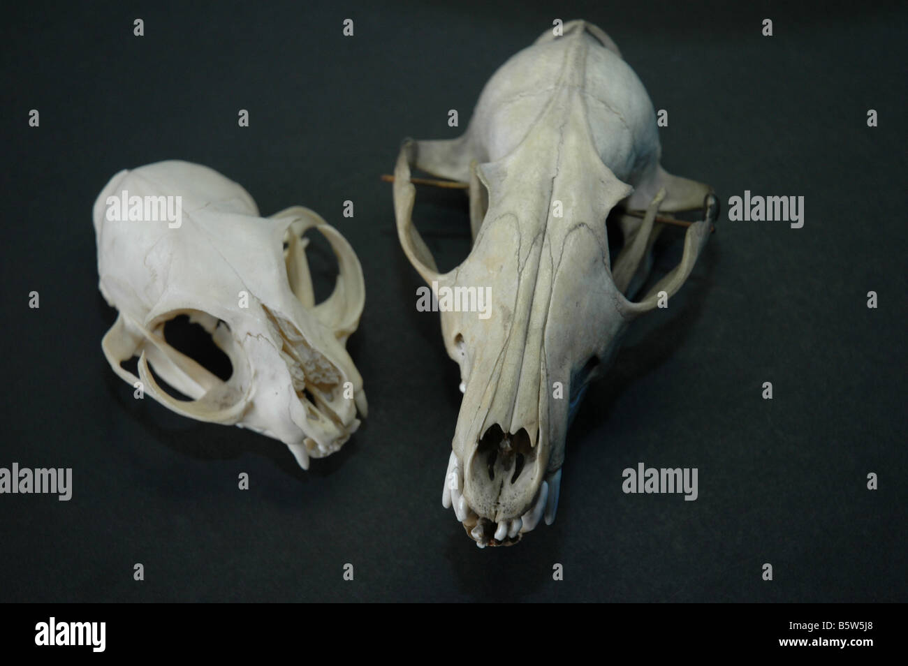 Small mammal skull hi-res stock photography and images - Alamy