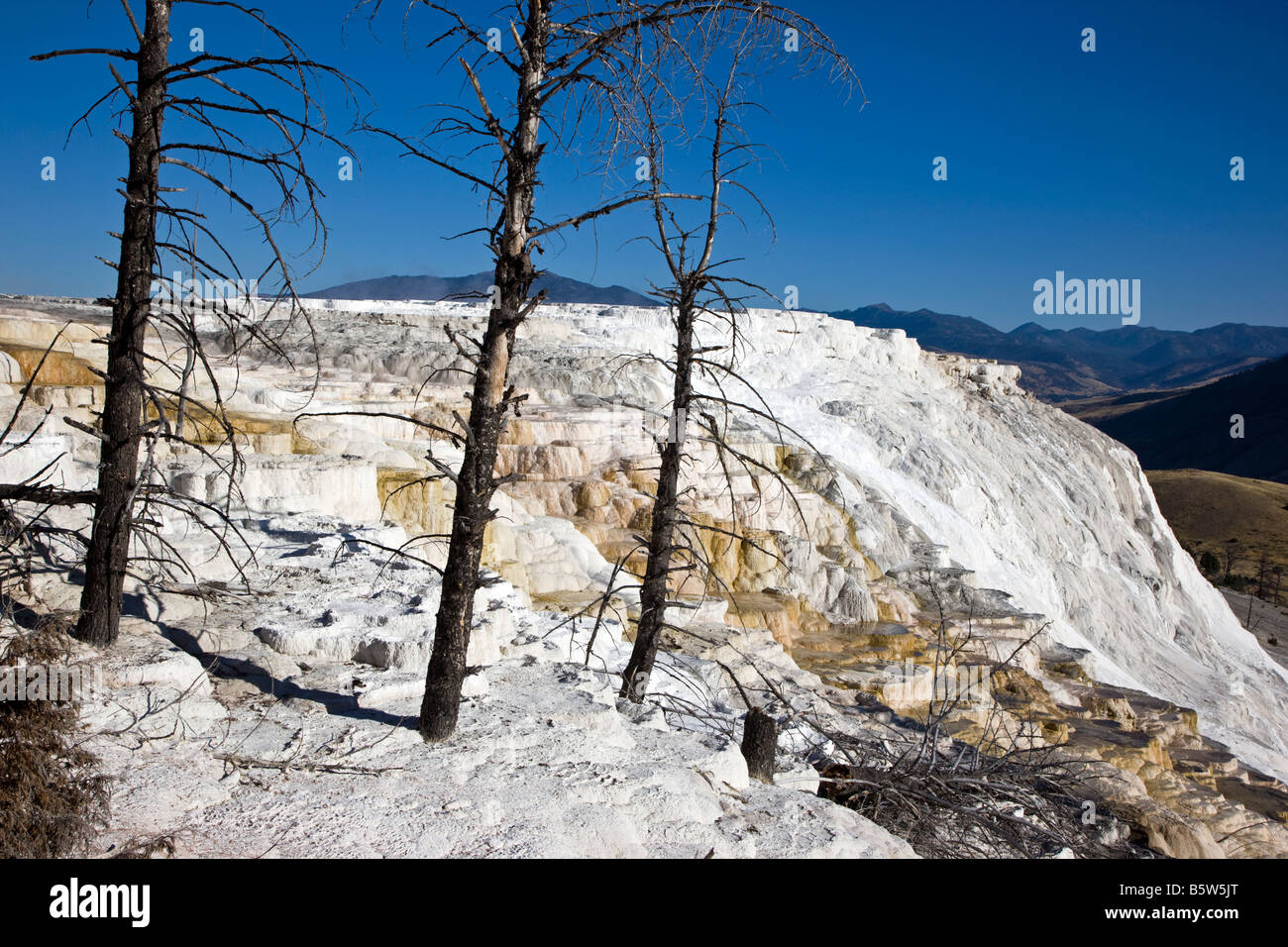 Canary Spring, Mammoth Hot Springs, Yellowstone National Park; Wyoming ...
