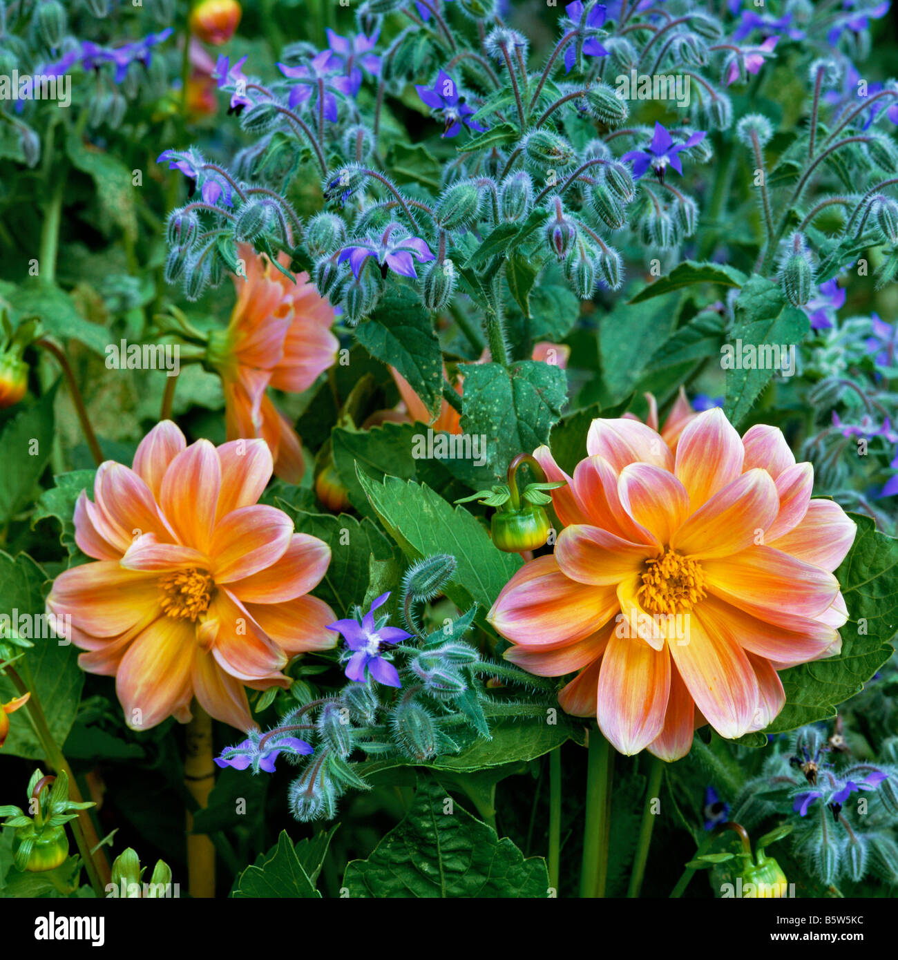 Borage pink hi-res stock photography and images - Alamy
