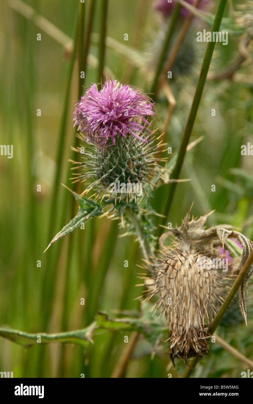 Thistle scotland emblem hi-res stock photography and images - Alamy