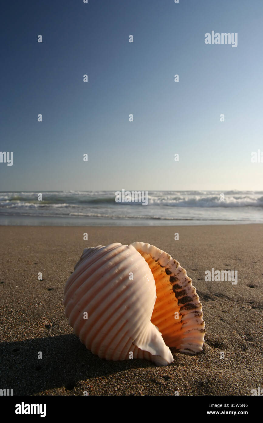 Close up of a conch shell at a peruvian beach Beautiful Details and ...