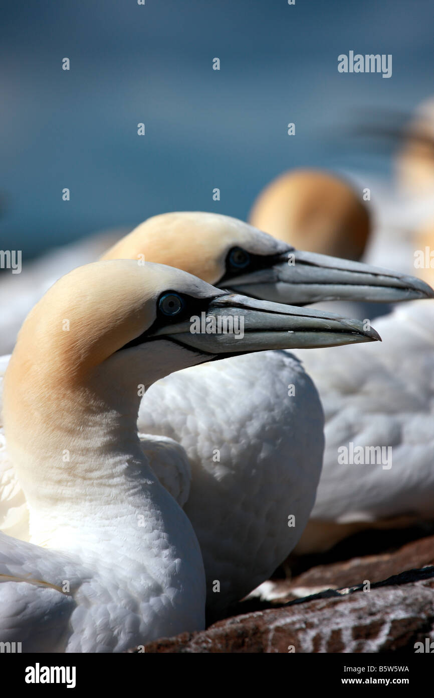 Gannets are boobies hi-res stock photography and images - Alamy