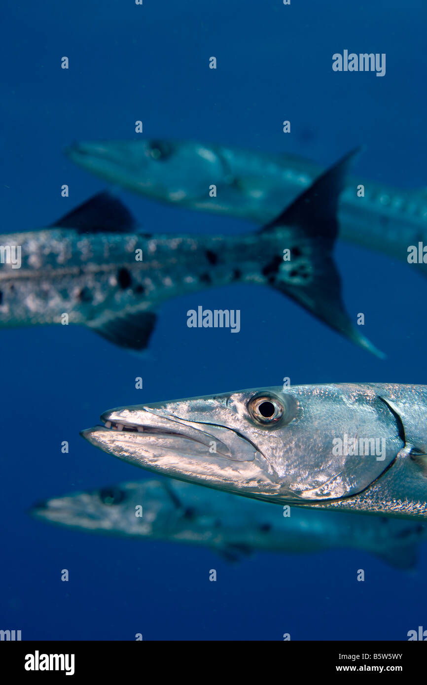 Close-up of a Great barracuda (Sphyraena barracuda), Key Largo, Florida ...