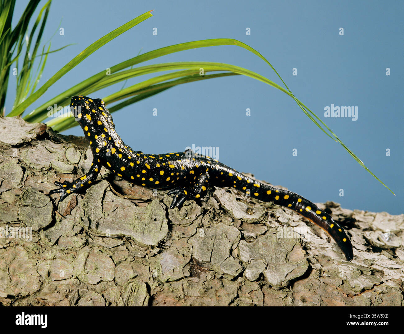 Yellow-spotted Newt - lying on tree trunk / Neurergus strauchii Stock ...