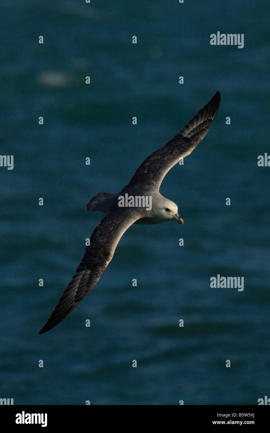 Fulmar (Fulmarus glacialis) flying Stock Photo - Alamy