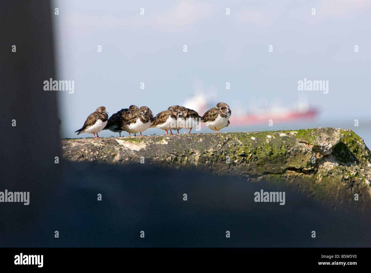 Seabird with large oil tanker in the distant background Stock Photo - Alamy