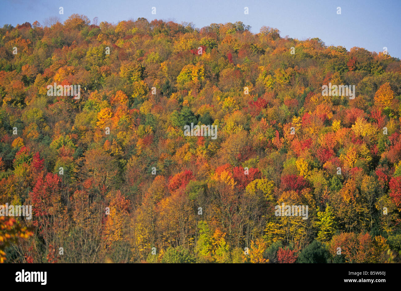 A hillside covered with sugar maples and other hardwoods in Acadia ...