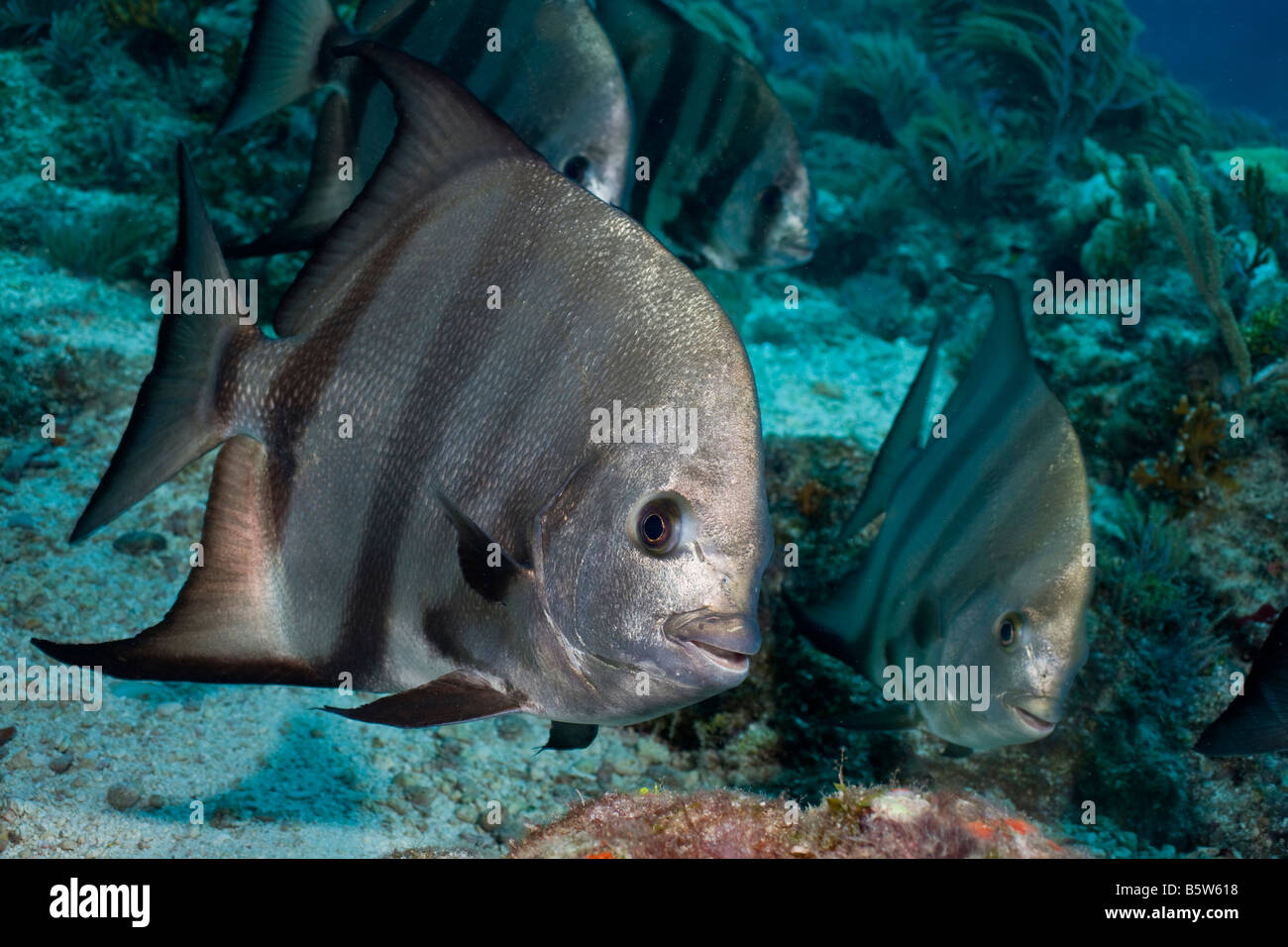 Small school of Atlantic spadefish (Chaetodipterus faber), on a reef in ...