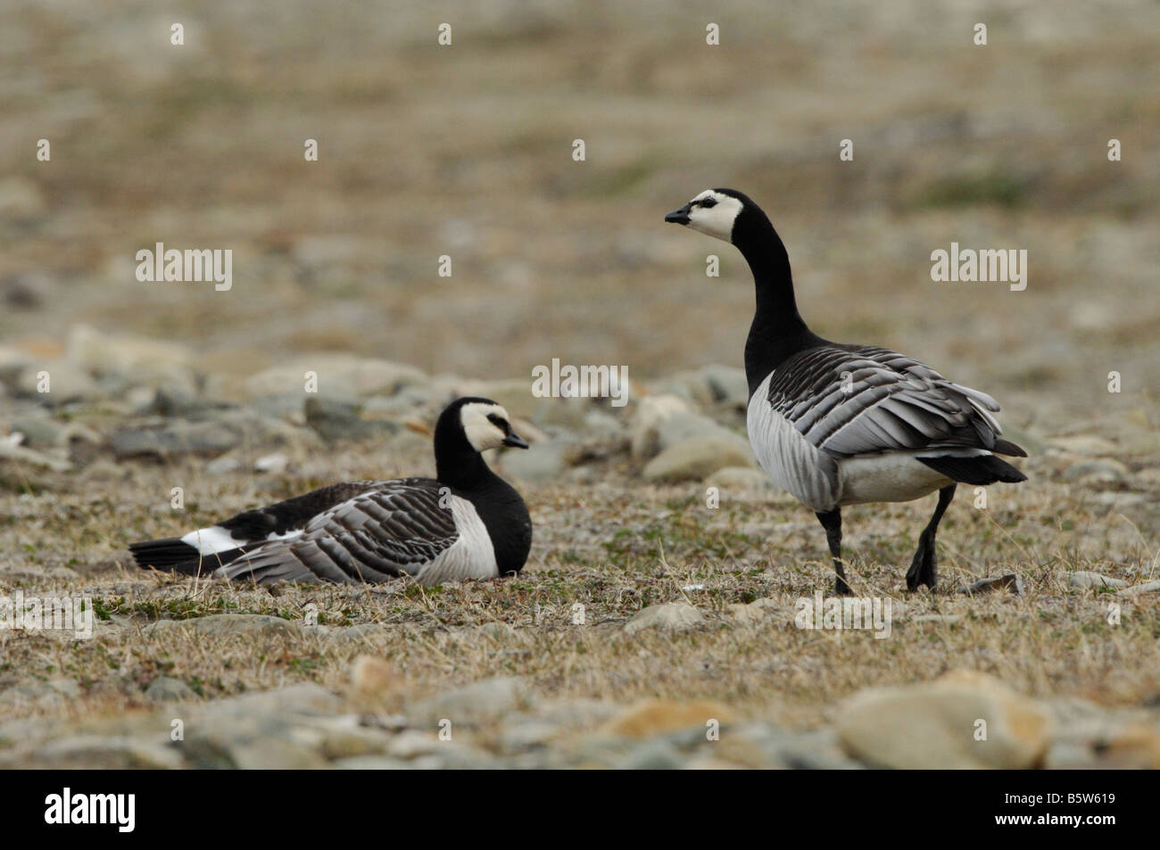 Barnacle geese (Branta leucopsis Stock Photo - Alamy
