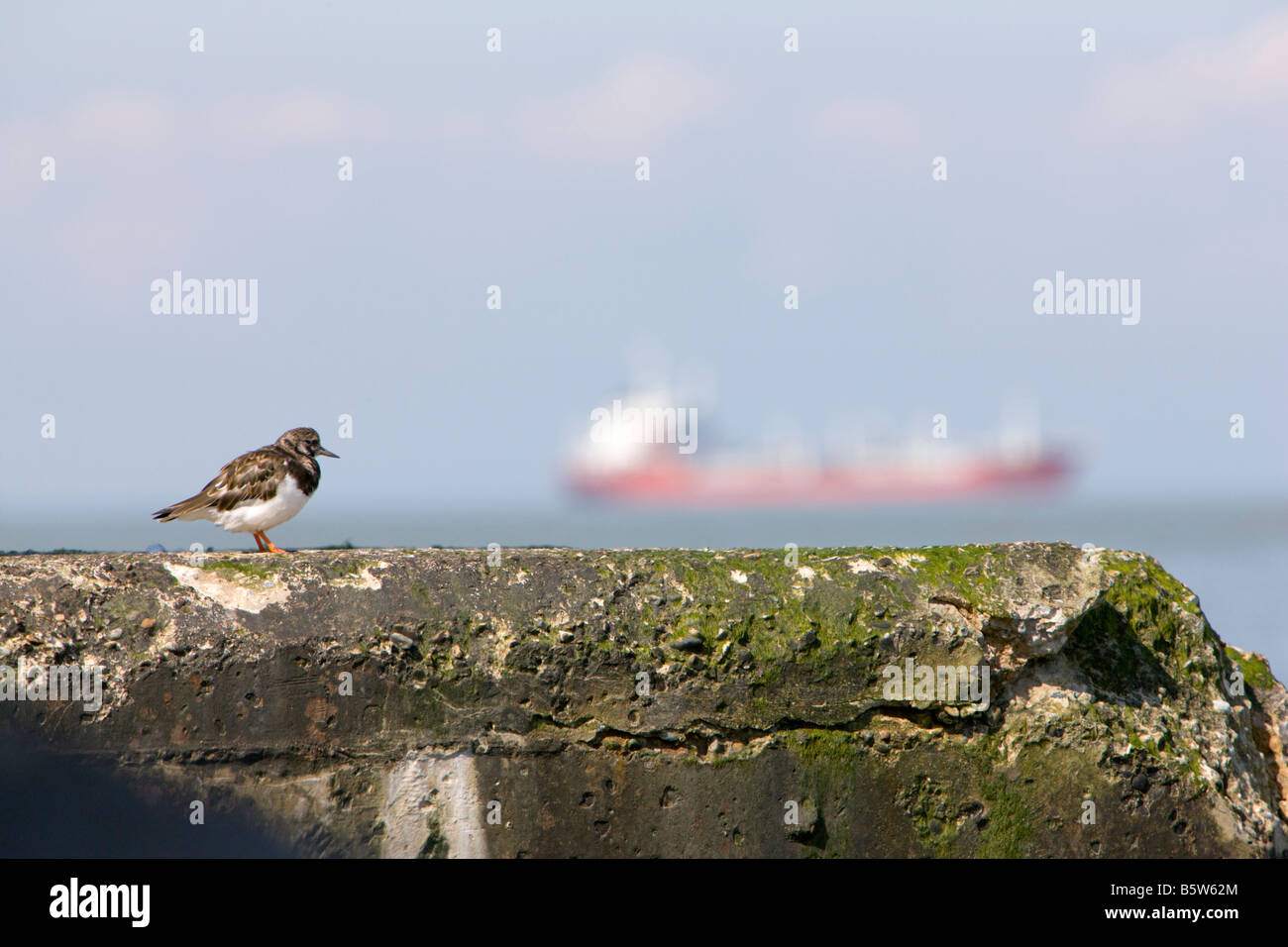 Turnstone seabird sea bird hi-res stock photography and images - Alamy