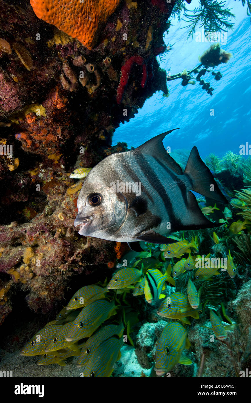 Atlantic spadefish (Chaetodipterus faber) with other schooling fish in ...