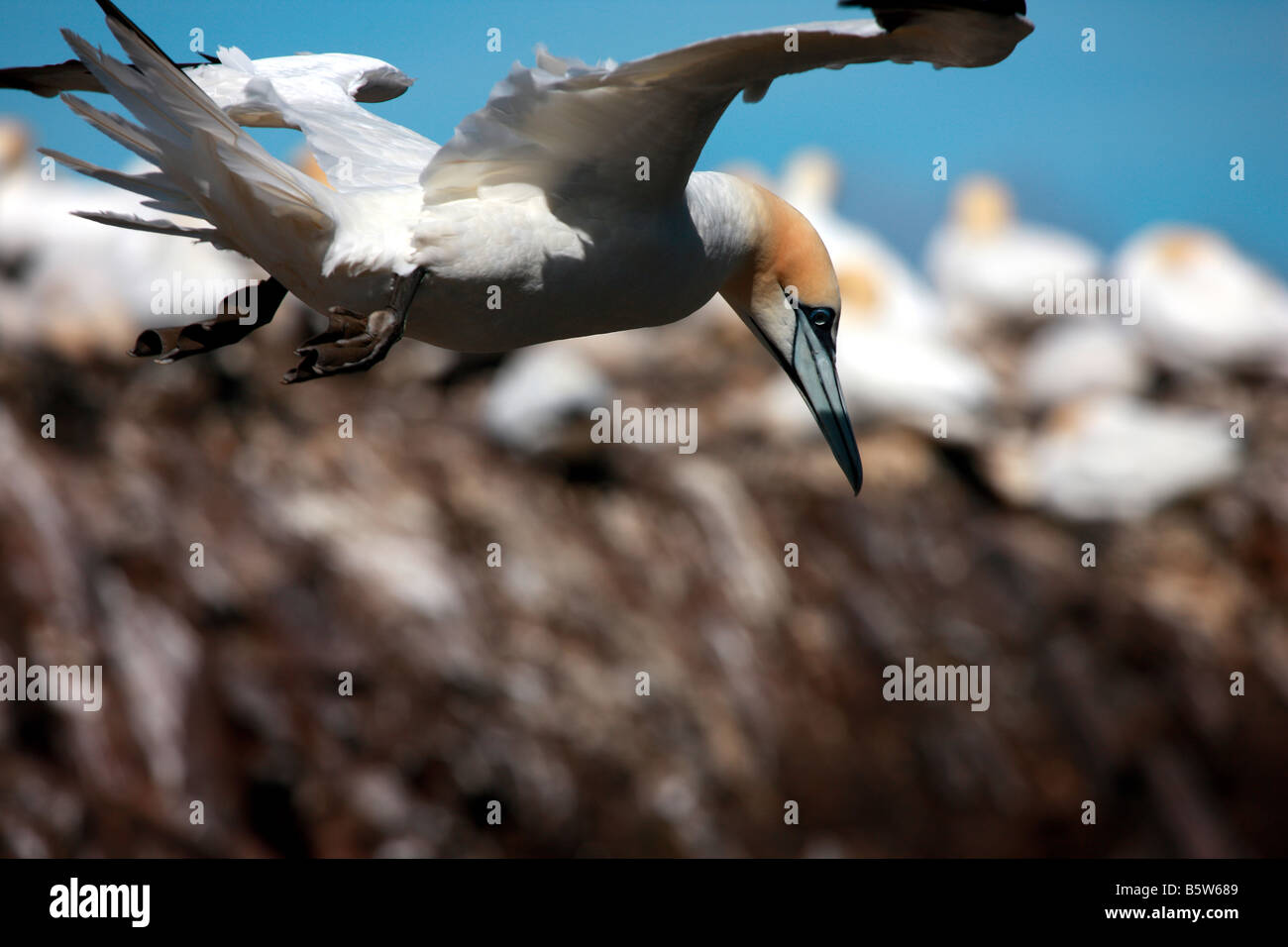 Gannet a hi-res stock photography and images - Alamy