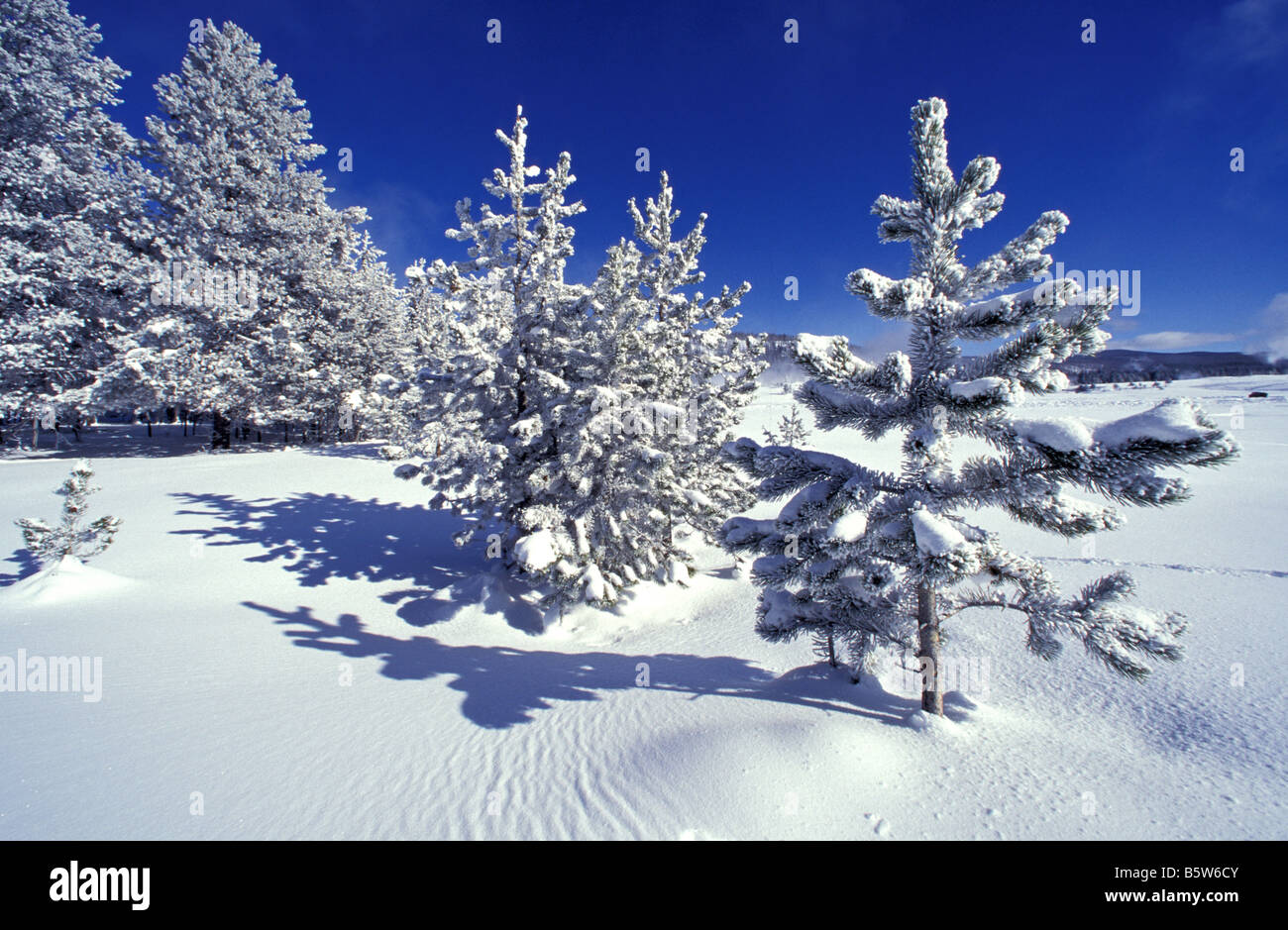 trees in the snow Stock Photo - Alamy