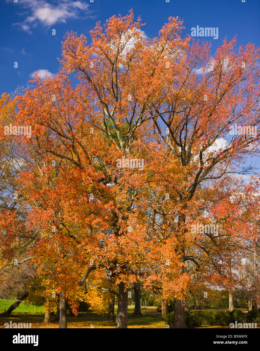 LOUDOUN COUNTY VIRGINIA USA Colorful fall foliage on trees along Route ...