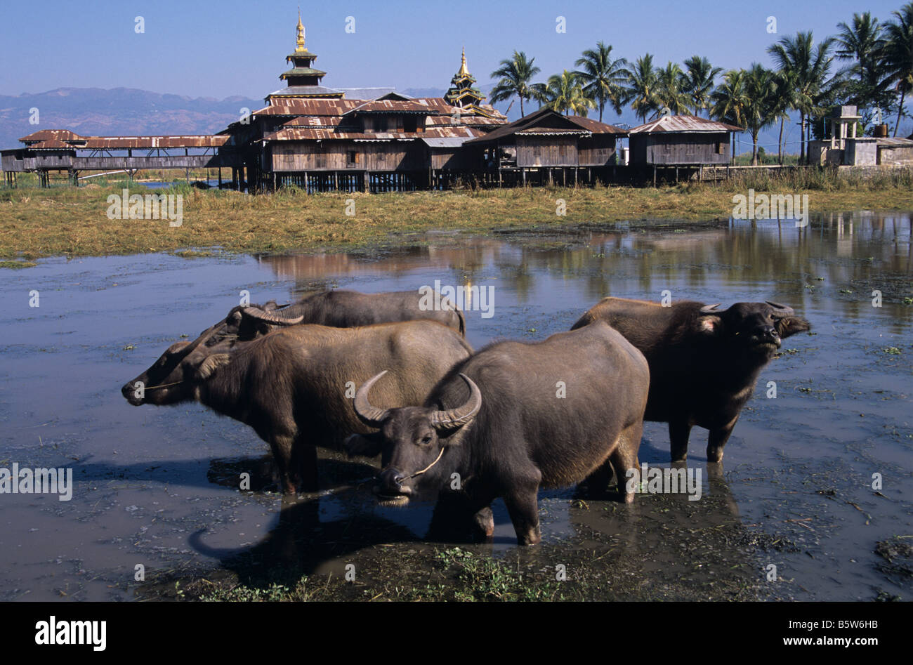 Water Buffalo Graze in front of Kaung Daing Wooden Monastery on the ...