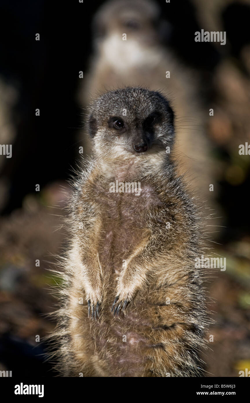 an alert meerkat Suricata suricatta standing up Stock Photo - Alamy