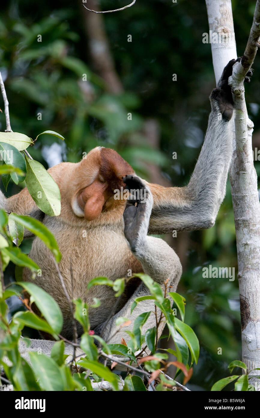 Male proboscis monkey scatching his it's with it's toe in a tree in ...
