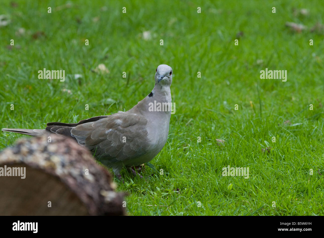Collared Dove Feathers High Resolution Stock Photography and Images - Alamy