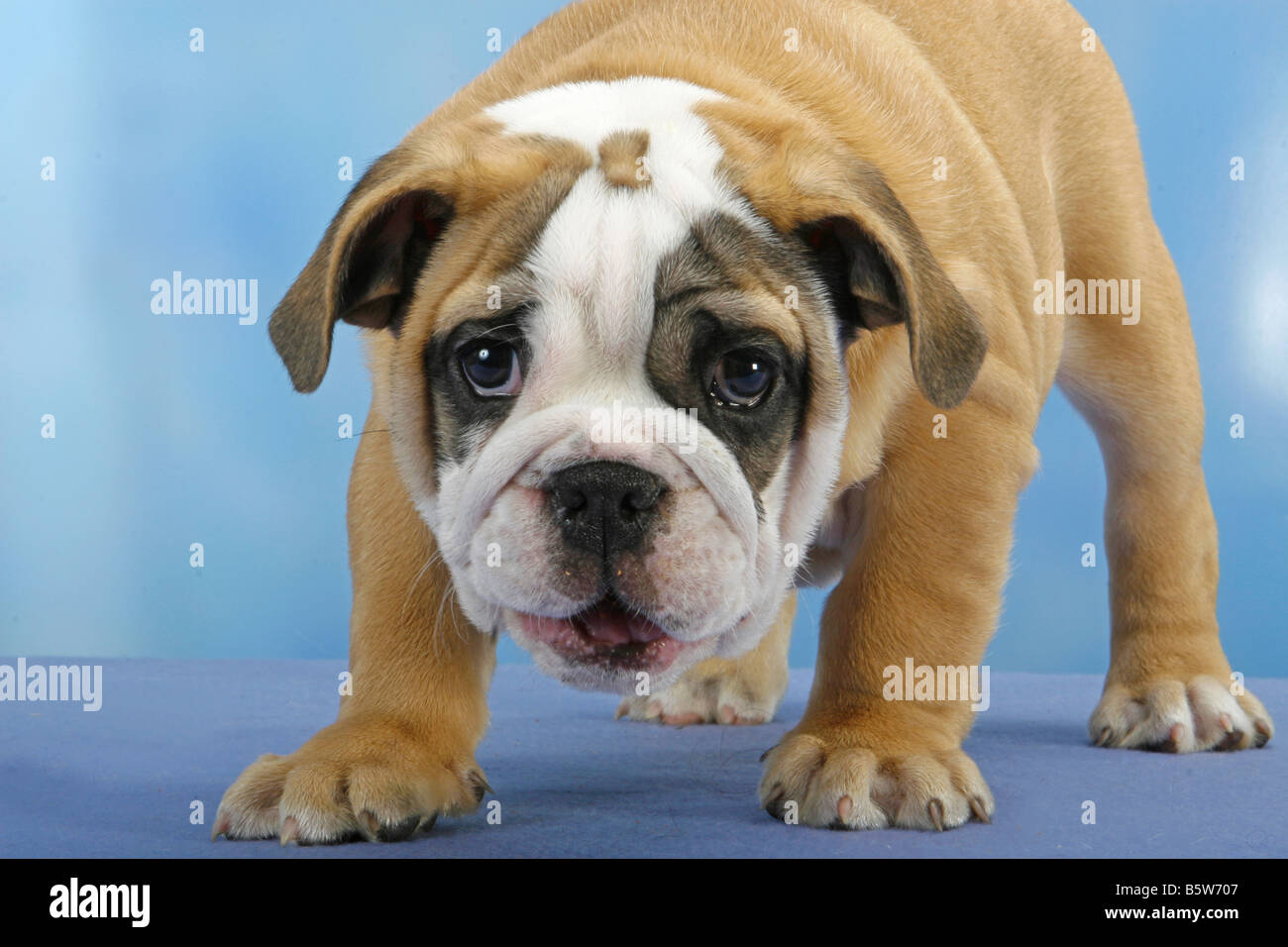 English Bulldog dog - puppy - standing Stock Photo - Alamy