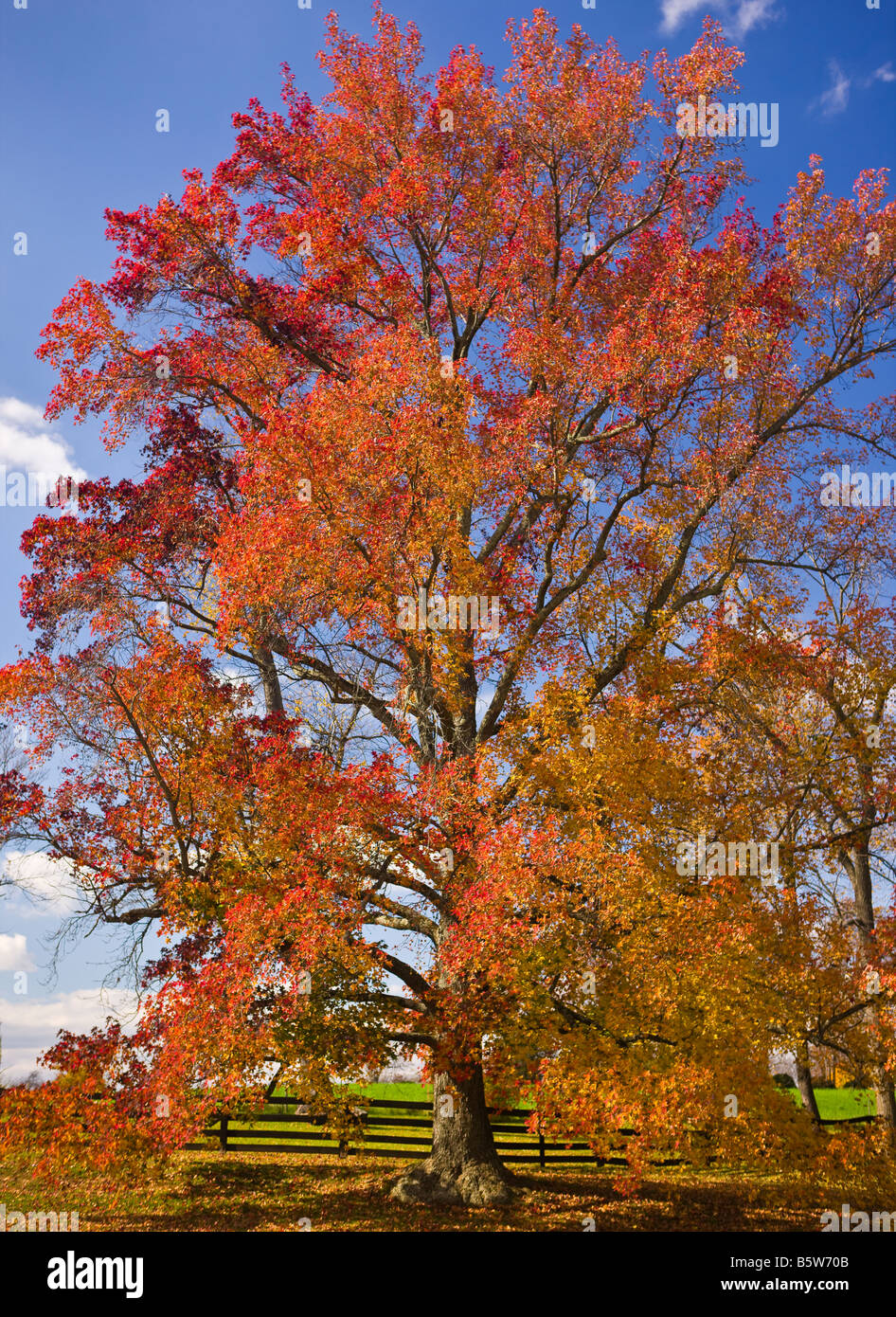 Virginia plants hi-res stock photography and images - Alamy