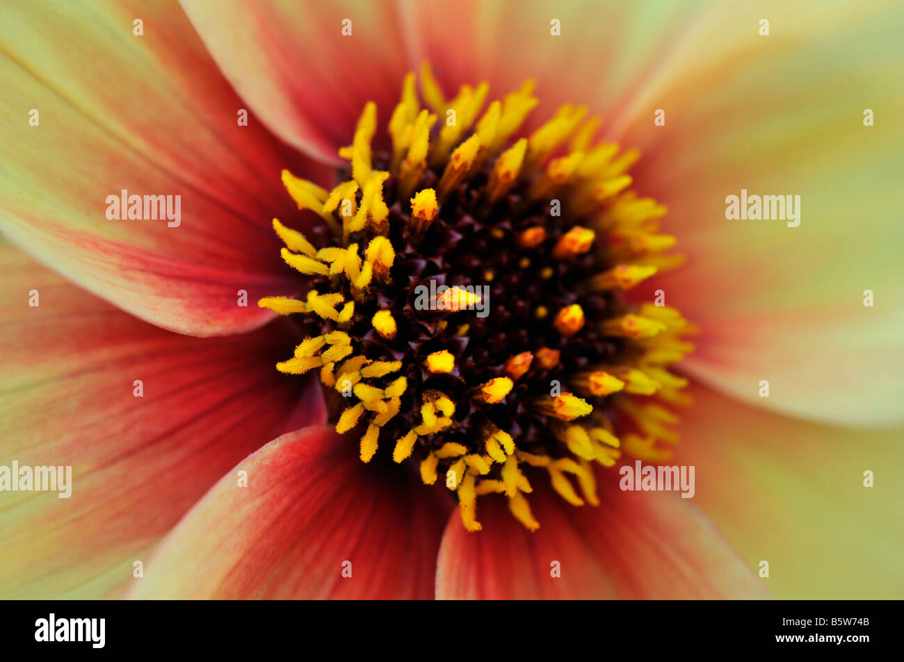 closeup of flower Stock Photo - Alamy