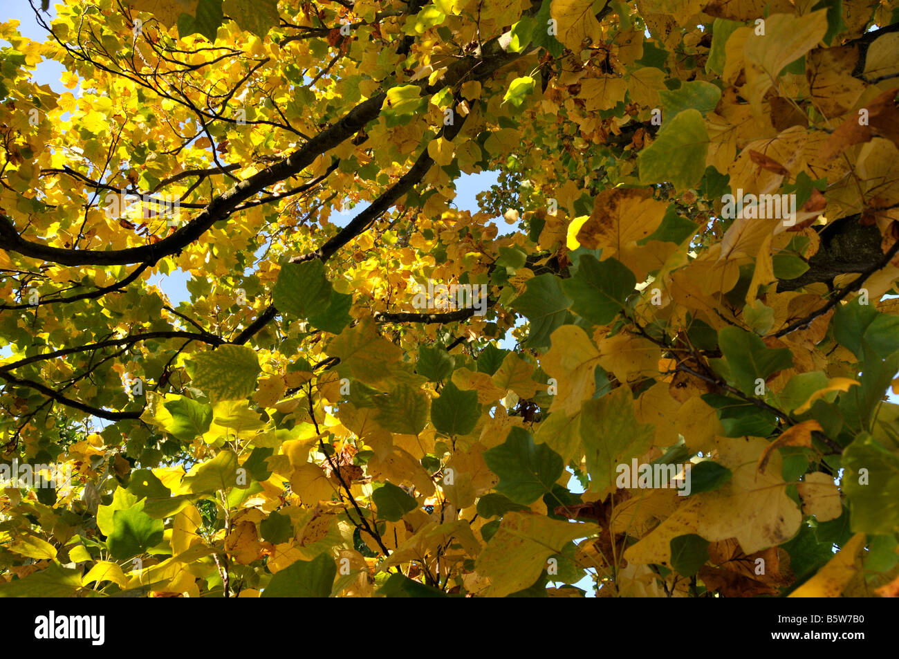 Narcissus tree in Oxford University Botanic Gardens Stock Photo - Alamy