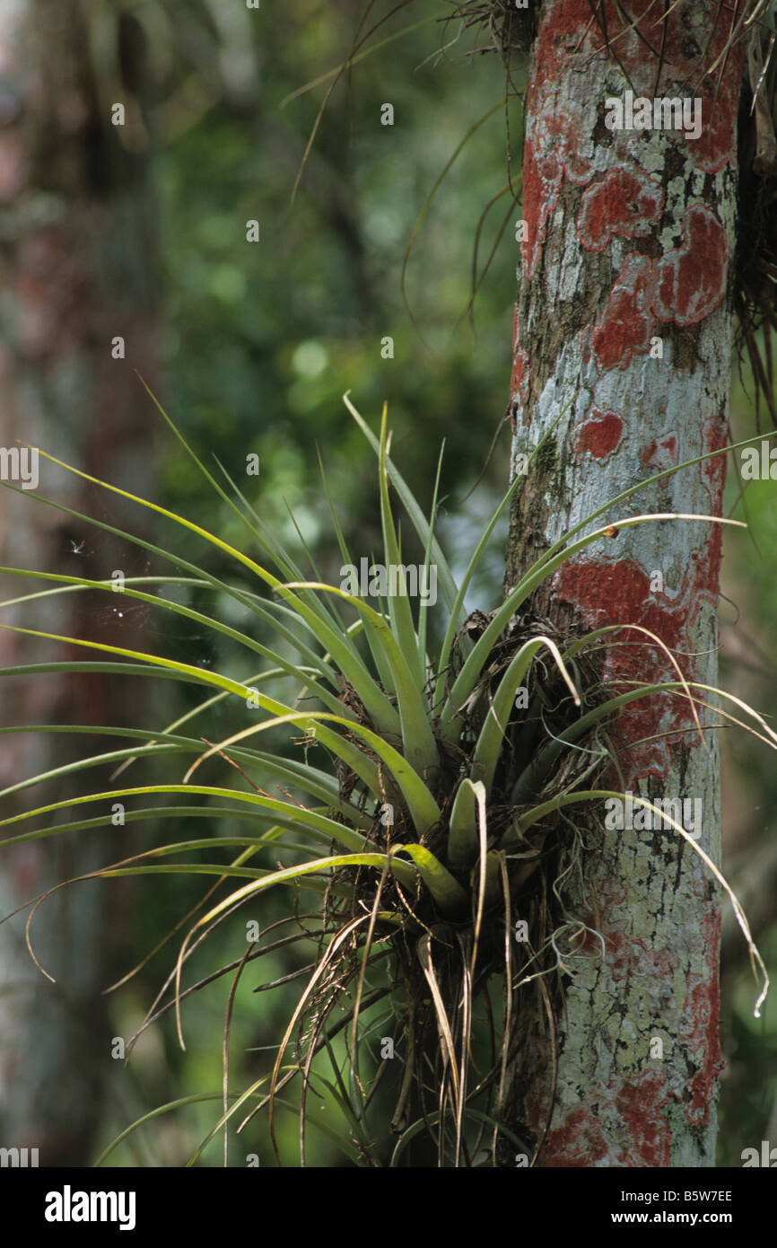 Air plant, epiphyte Stock Photo - Alamy