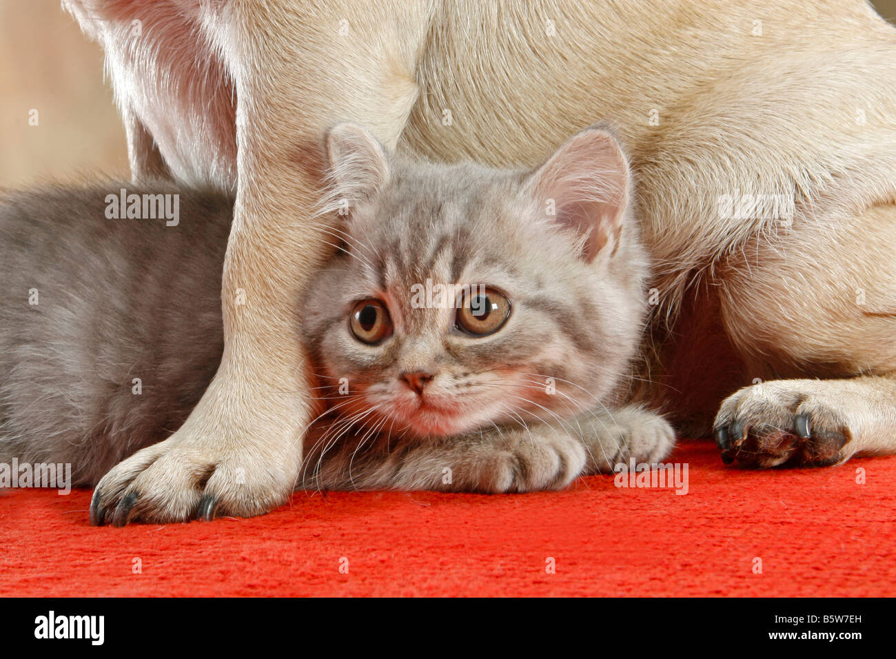 animal friendship : domestic cat kitten between paws Stock Photo - Alamy