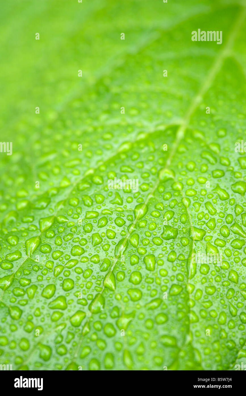 Green leaf water drops on hi-res stock photography and images - Alamy