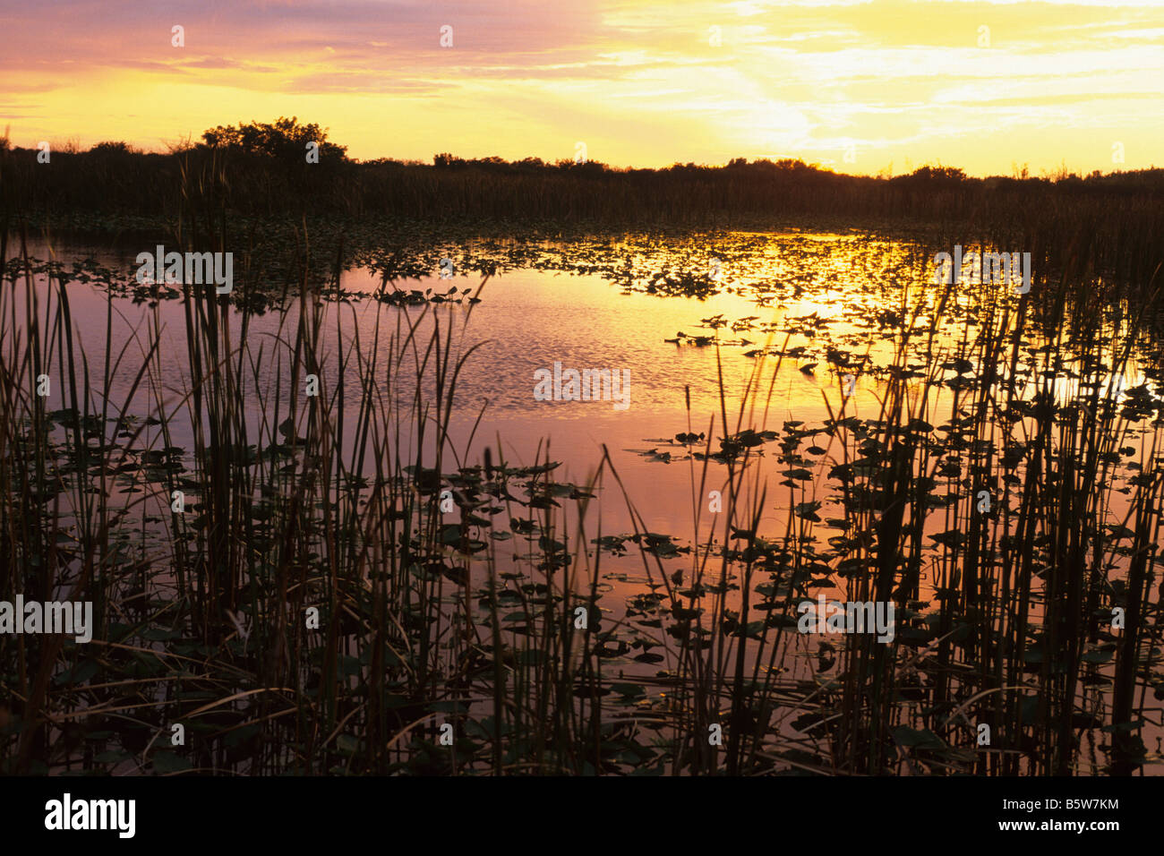 Everglades, marsh at sunset Stock Photo - Alamy