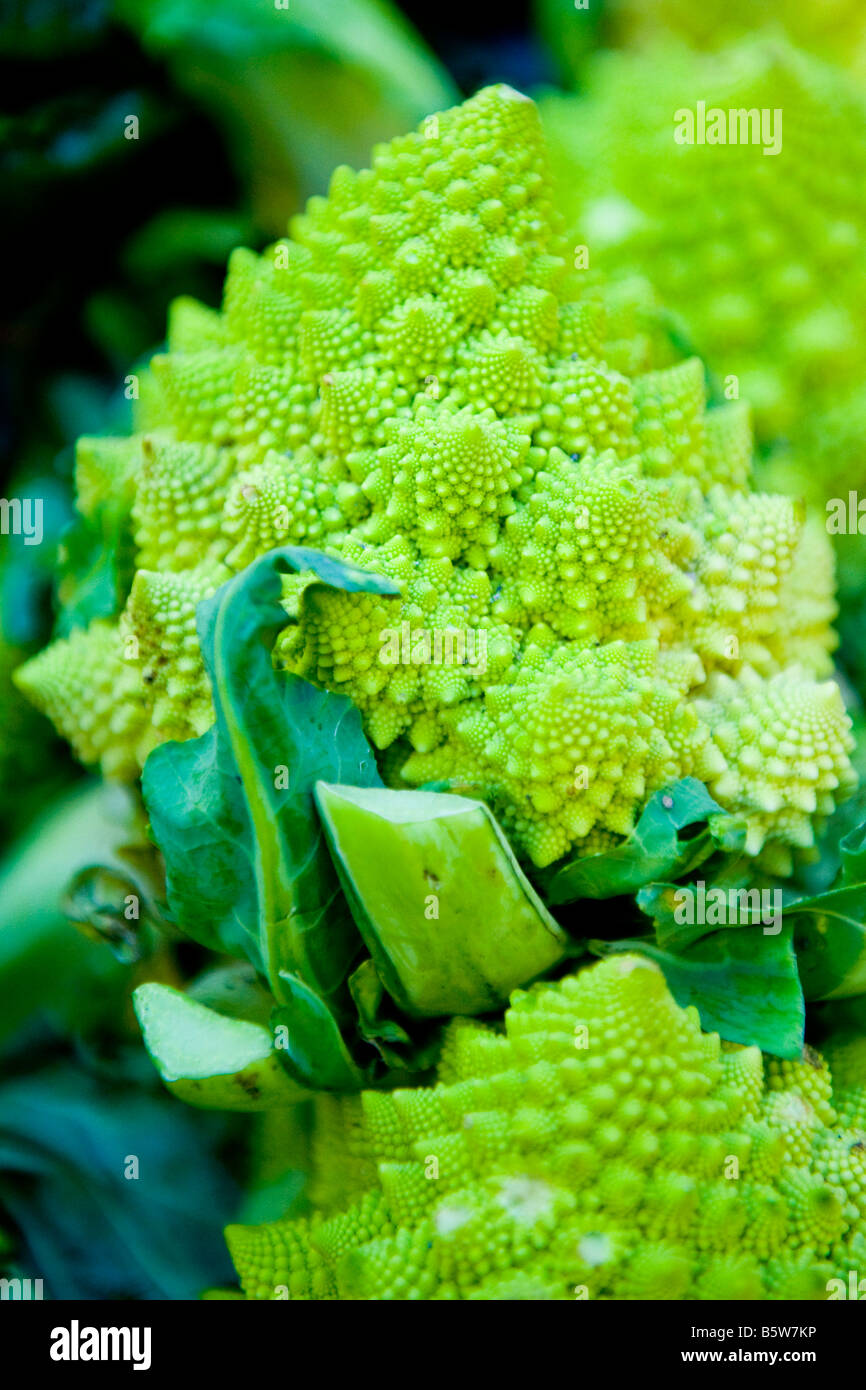 London , Borough Farmers outdoor Market fresh fractal romanesco on the ...