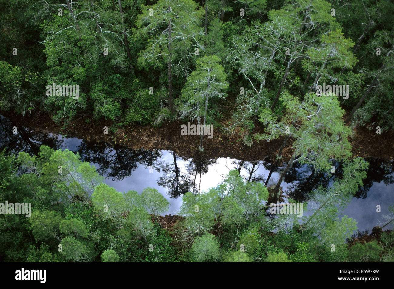 Okefenokee Swamp Cypress High Resolution Stock Photography and Images ...