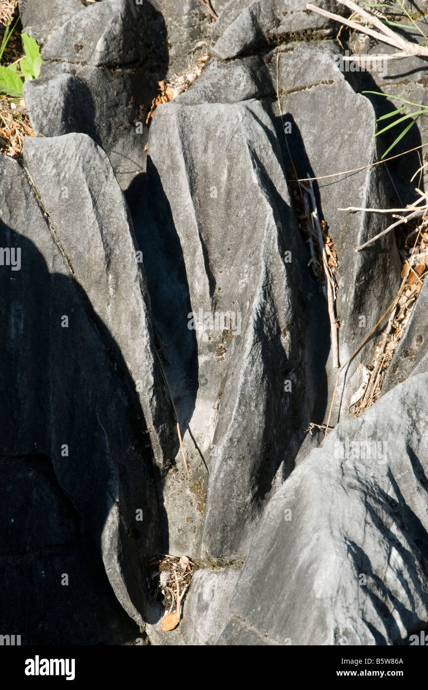 Limestone grykes near the northern end of South Island, New Zealand ...