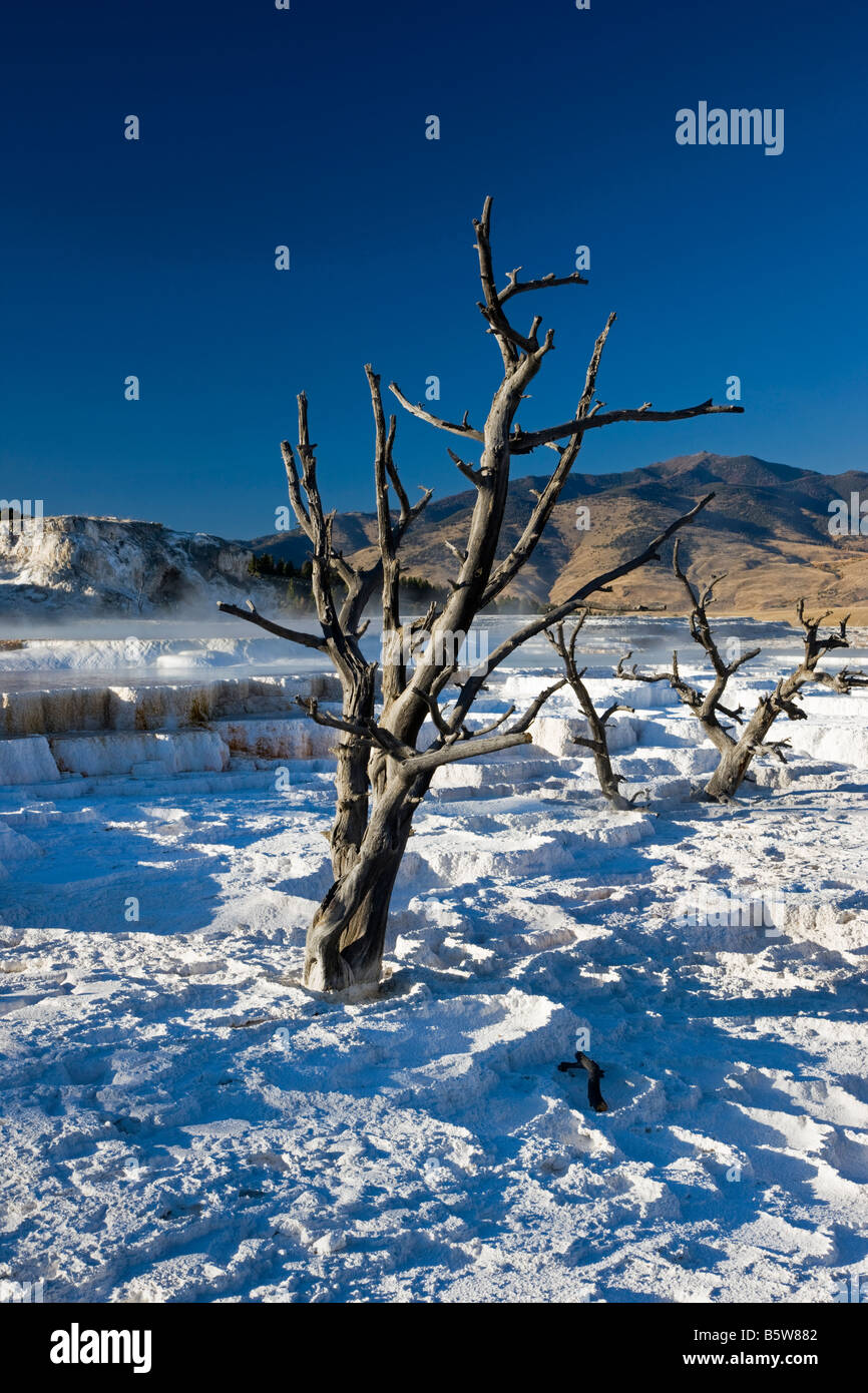 Main Terrace, view towards New Blue Spring, Mammoth Hot Springs ...