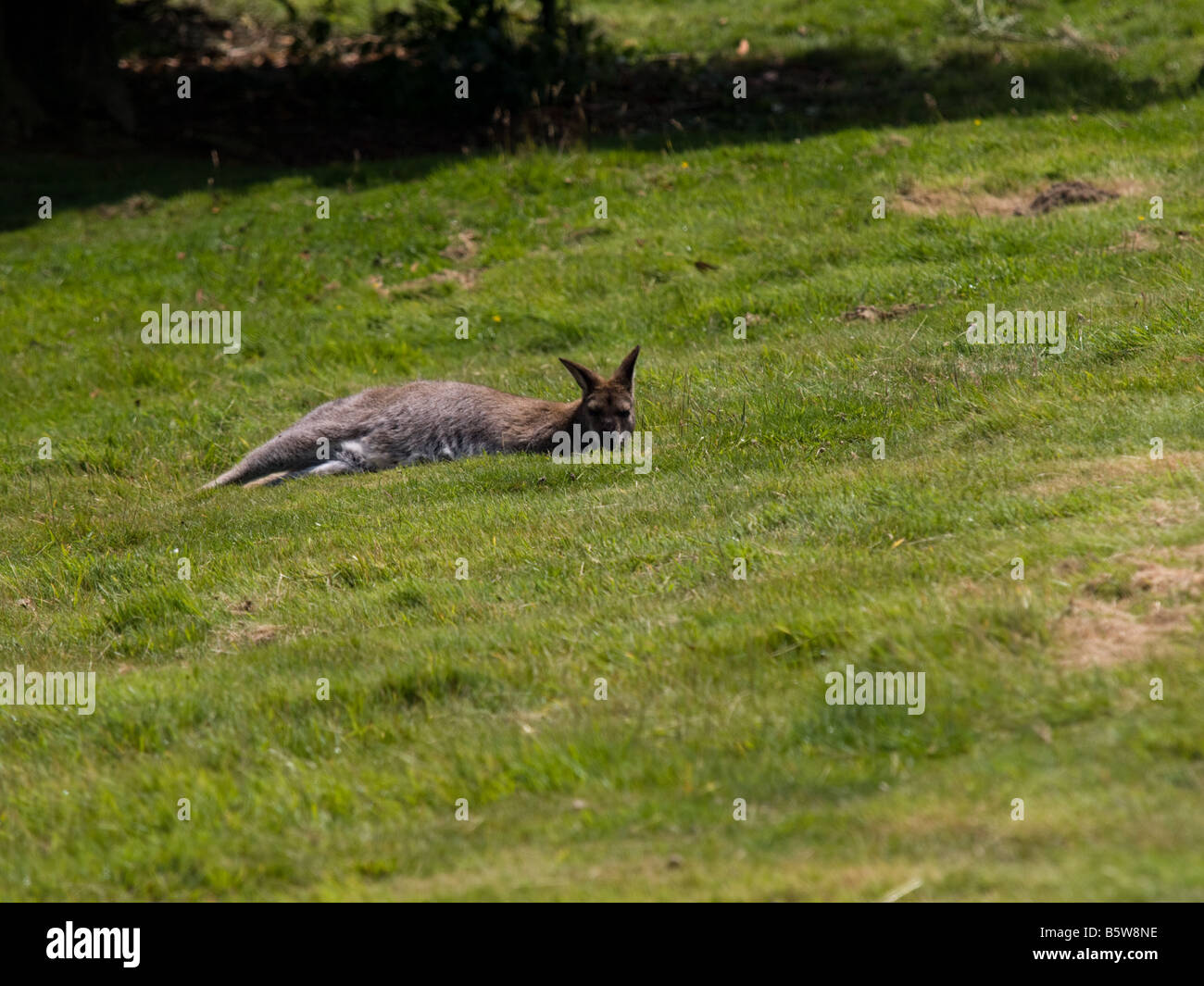 Resting wallaby hi-res stock photography and images - Alamy