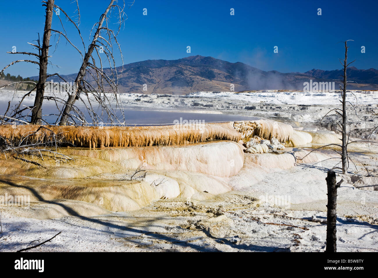 Canary Spring, Mammoth Hot Springs, Yellowstone National Park; Wyoming ...