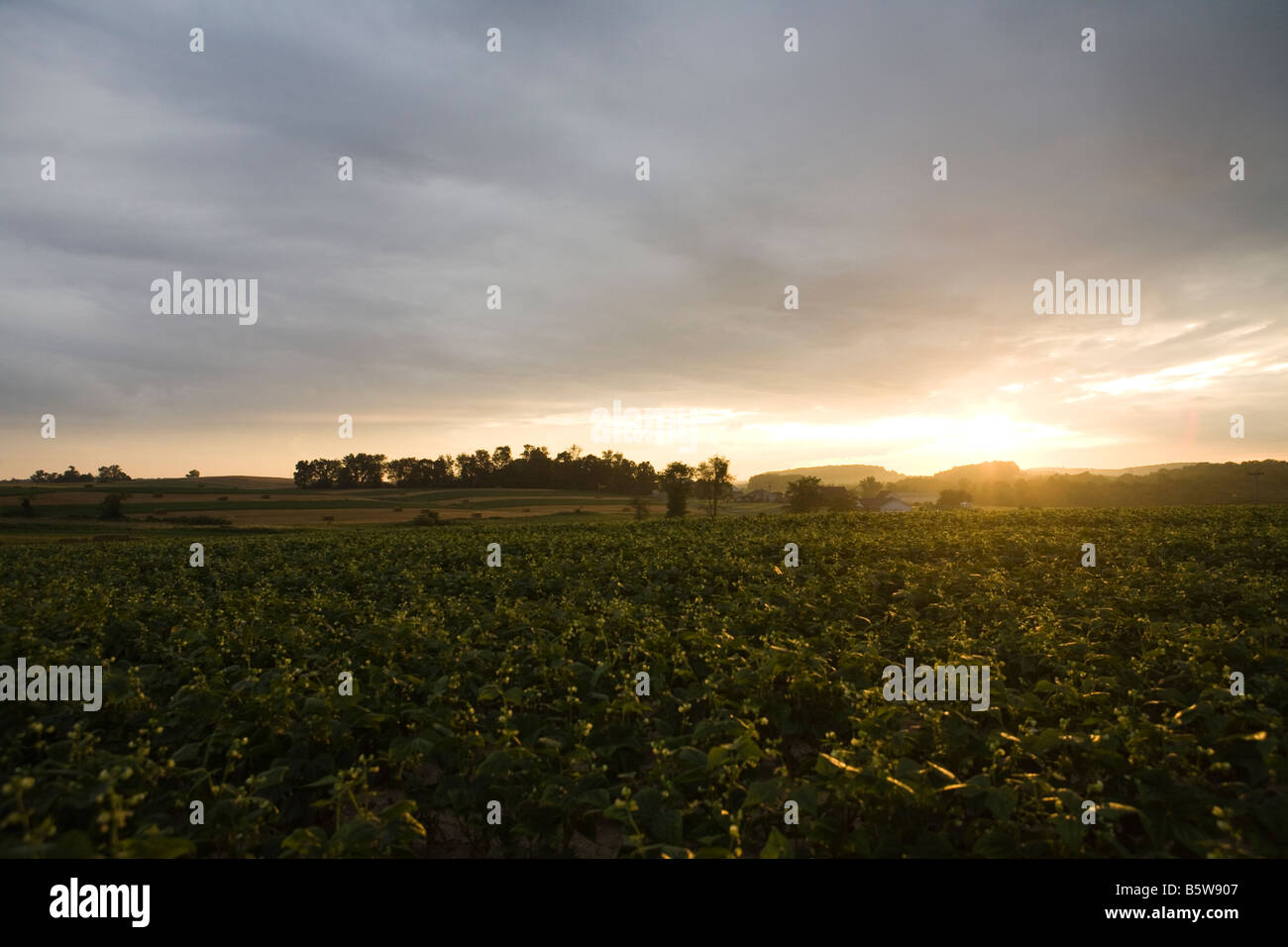 A farm field at sunset Stock Photo - Alamy
