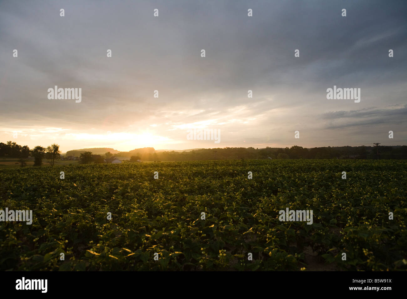 Farm field at sunset Stock Photo - Alamy