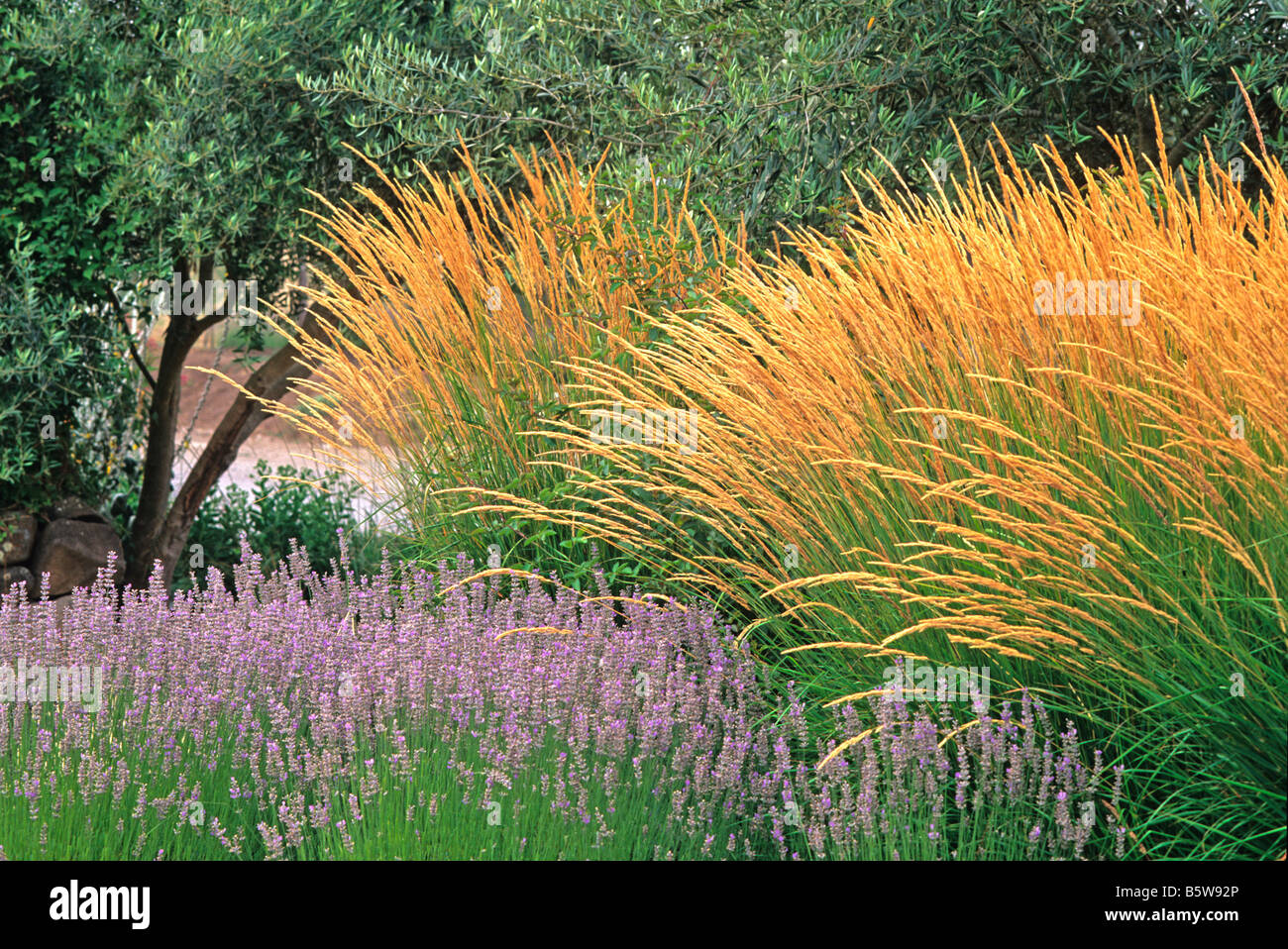 Ornamental flowering bunch grass Calamagrostis acutifolia in California ...
